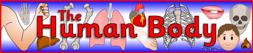 Y1: Labelling our Body Parts!