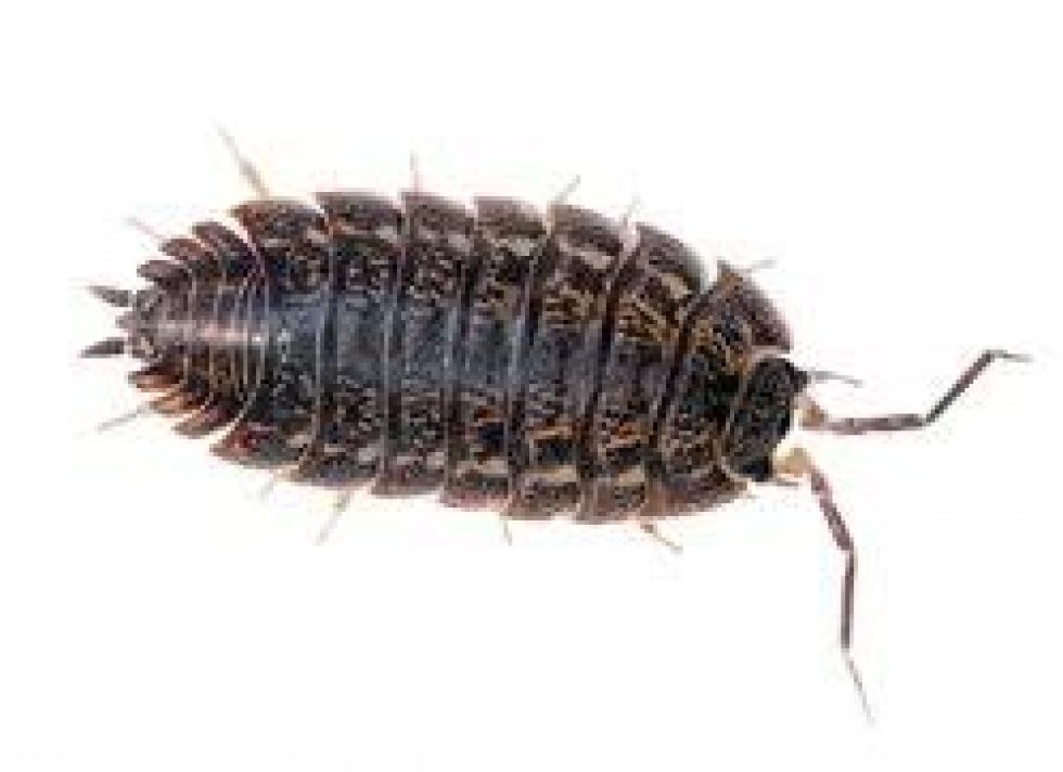 Y2: Investigating a Woodlouse's Favourite Habitat!
